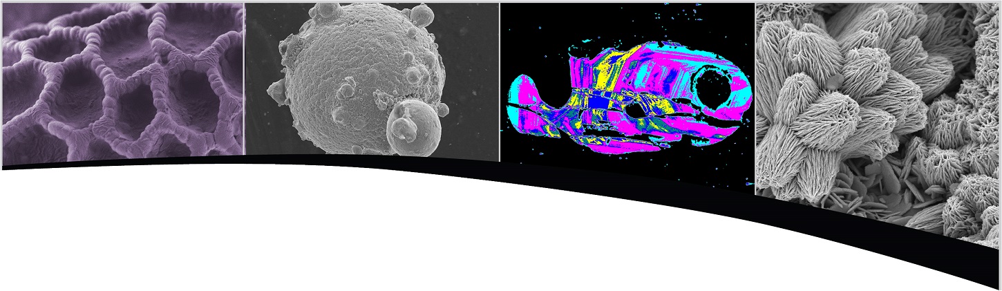 JEOL USA | JSM-IT500 Variable Pressure SEM Microscope