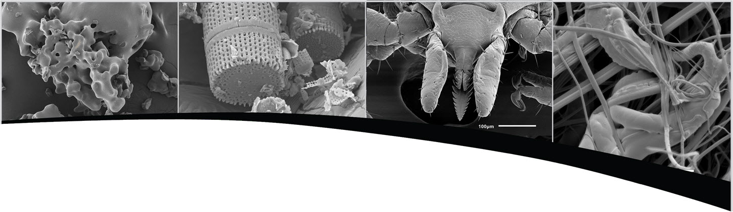 JEOL USA | Smart Coater - Fully Automated Sputter Coater